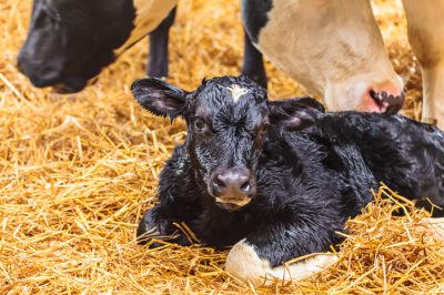 How to Tube Feed a Calf - Countryside